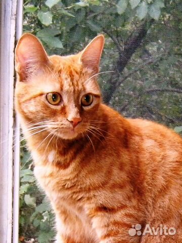 Жеке нужен дом