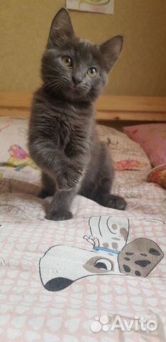 Отдам котенка в добрые руки мальчик