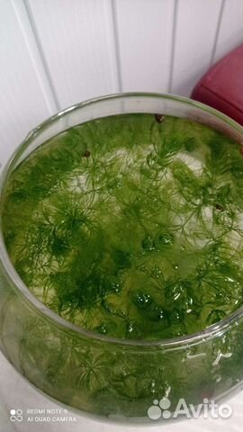 Аквариумные растения