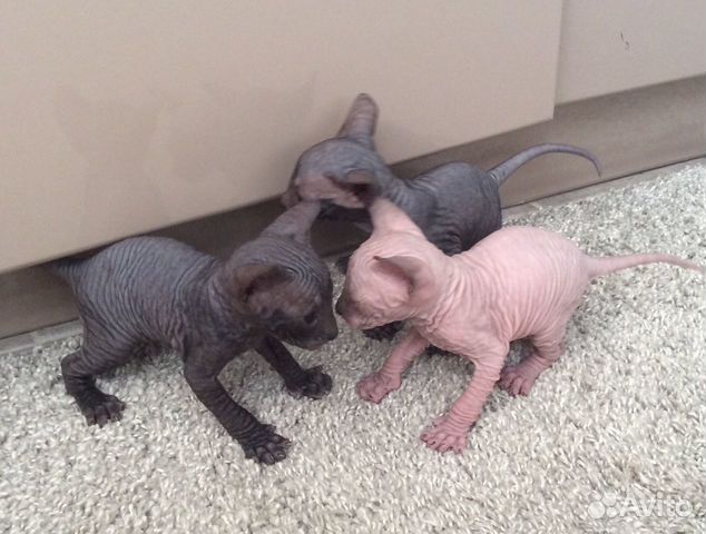 Канадский сфинкс