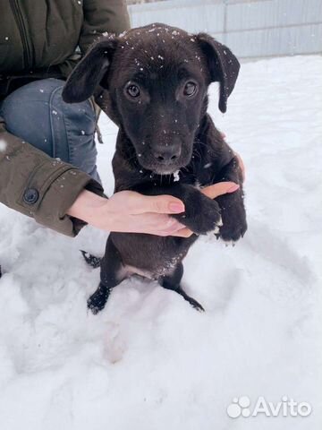 Щенок мальчик коротколапик в приюте