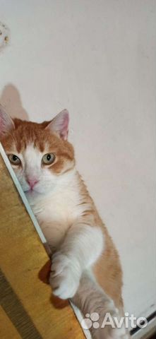 Кошечка в ответственные руки