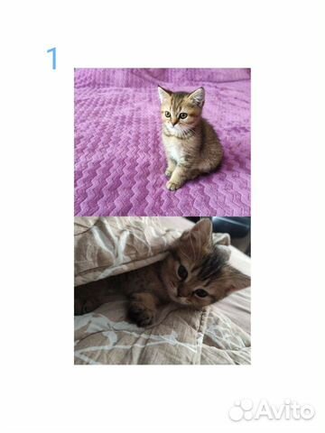 Британские котята золотая шиншилла