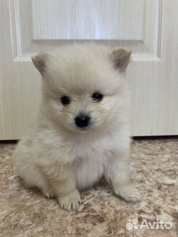 Померанский шпиц
