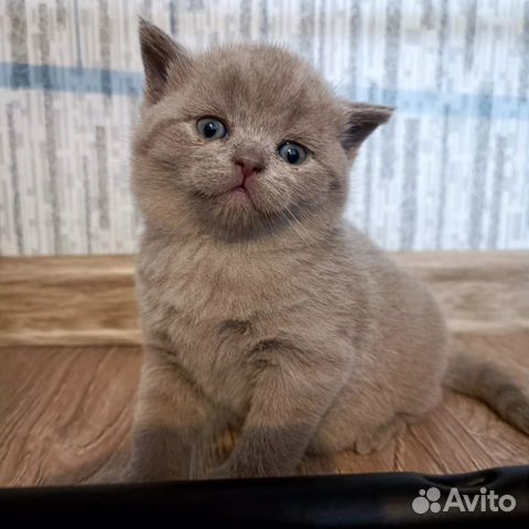 Британец плюшевый