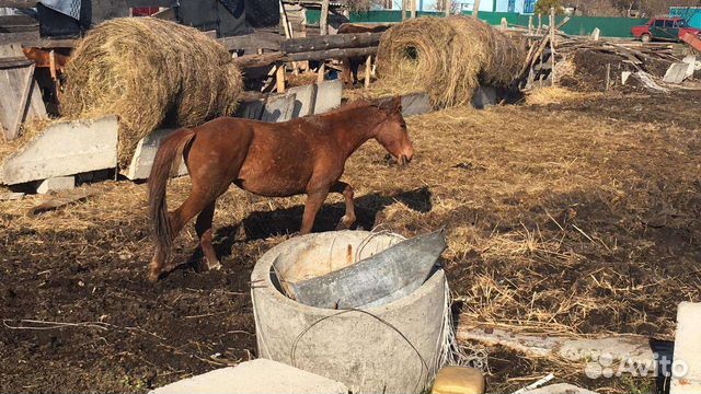 Лошадь кабыла