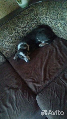 Отдадим няшку