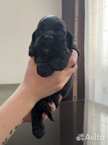 Американский кокер спаниель