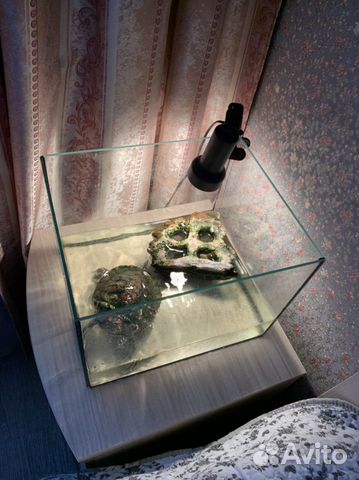 Черепаха с аквариумом бесплатно