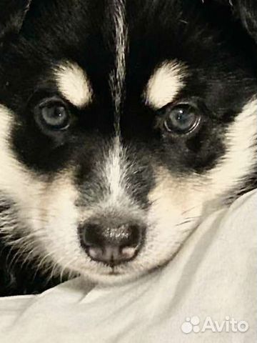 Щенок хаска девочка