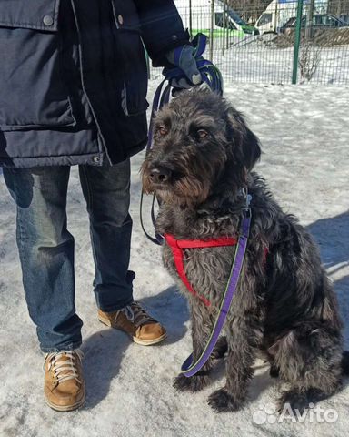 Собака ищет семью