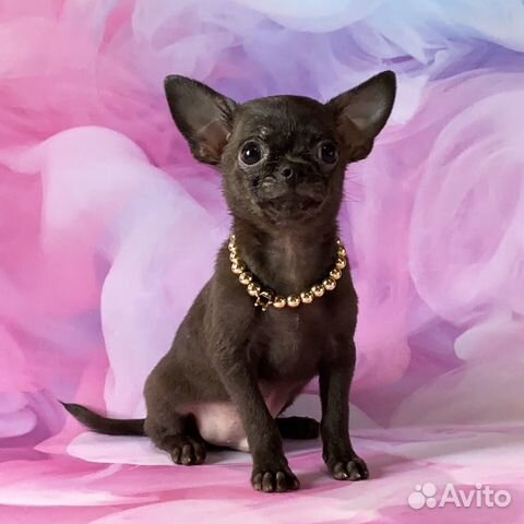 Чихуахуа, кобель 2 месяца