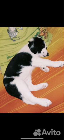 Щенок кобель