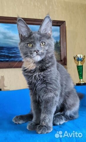 Голубокремовая девочка