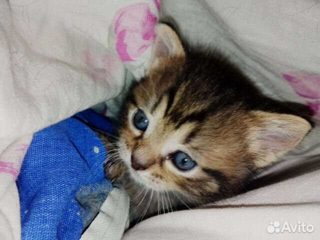 Кошка и котята в дар