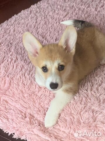 Вельш-корги пемброк