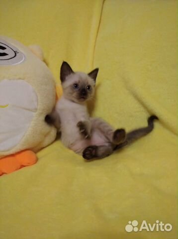 Сиамские котята