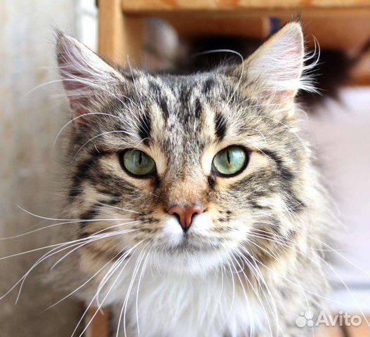 Котик