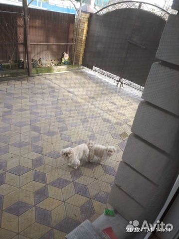 Пекинес приглашает на вязку