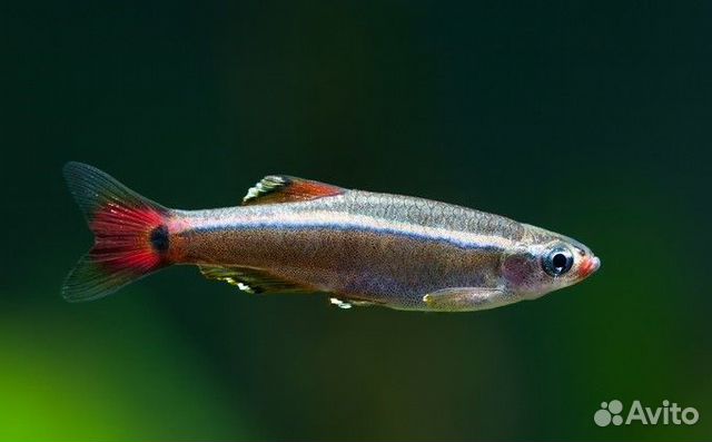 Кардинал, Кардинал Золотой