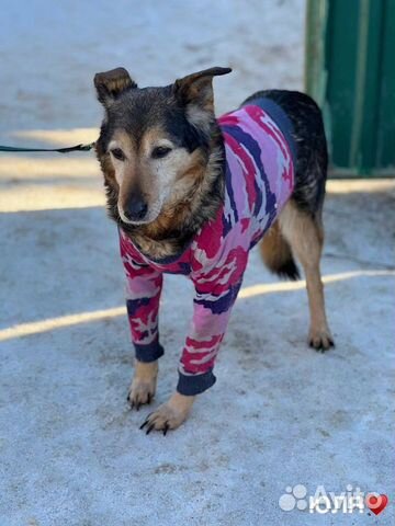 Собака в добрые руки