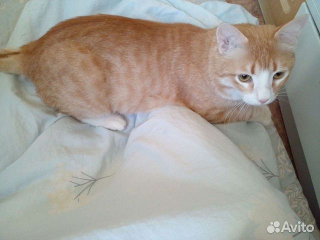 Рыжий кастрированный котик