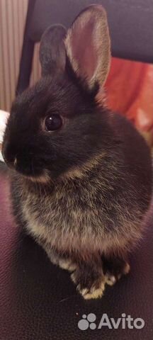 Декоративные кролики мини