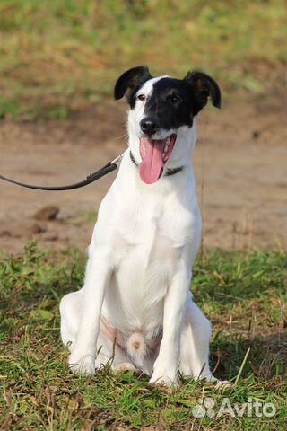 Гладкошерстный фокстерьер вязка