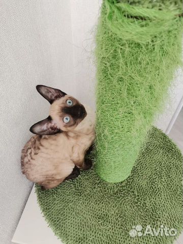 Котенок корниш-рекс