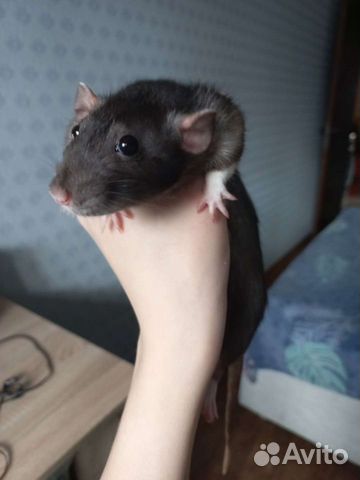 Крыса в дар (с клеткой)