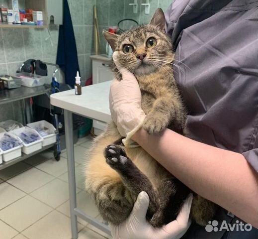 Нежная как ангел кошечка ищет дом