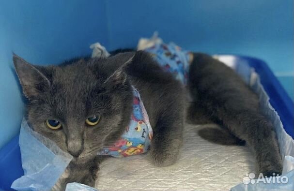 Миниатюрной кошке (Метис Рус.голубая) некуда идти