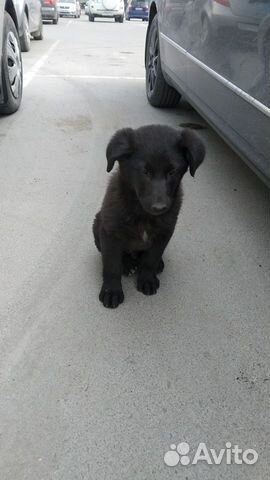 Собака в добрые руки щенок