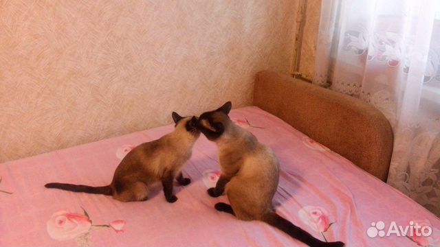 Кошки