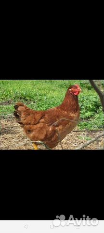 Куры молодки несушки