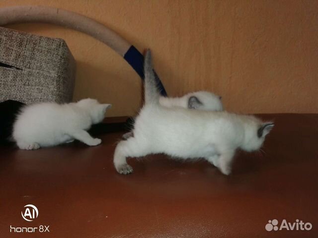 Продам тайских котят