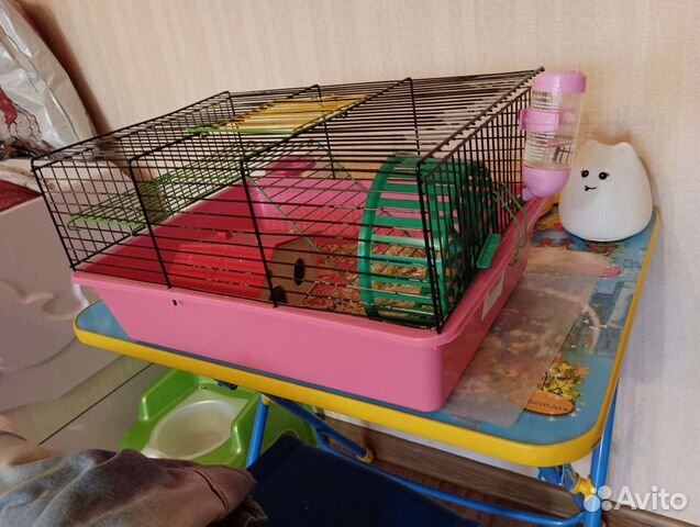 Сирийские хомяки две девочки, с клеткой