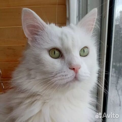 Котик беленький