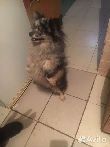 Немецкий Шпиц, мальчик 10 мес