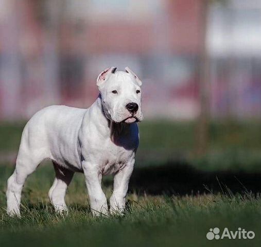 Аргентинский дог щенки