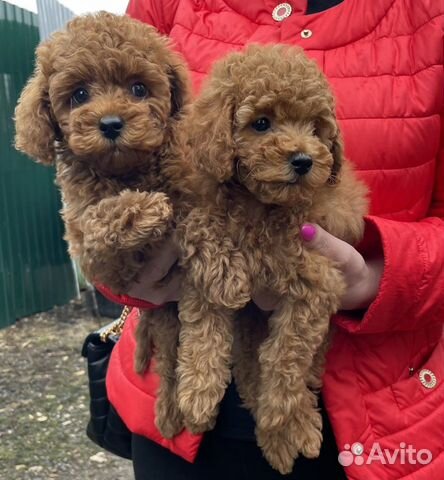 Щенки той пуделя