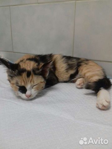 Трехцветный котенок в добрые руки