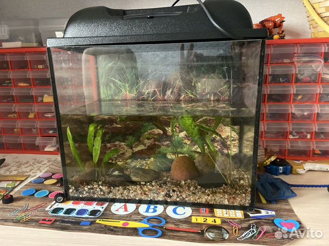 Аквариум с 2 сомами