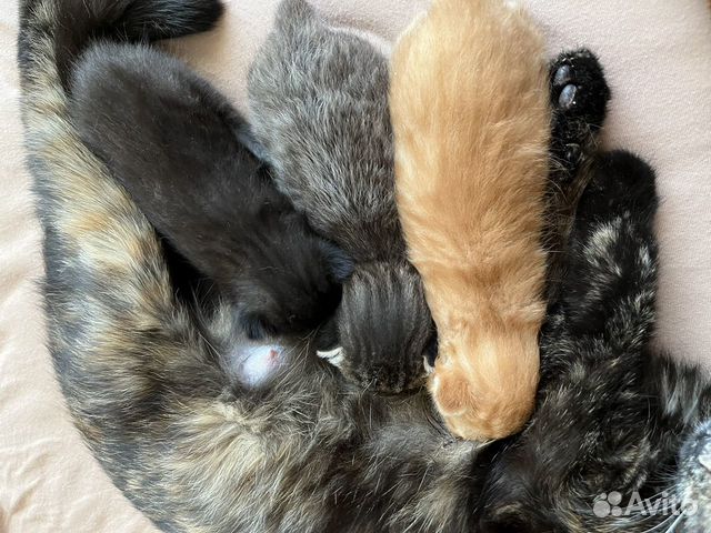 Котята