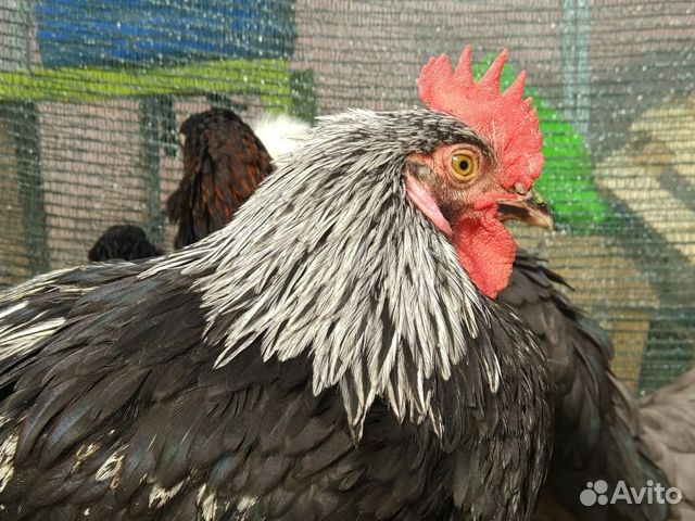 Куры породистые Мараны