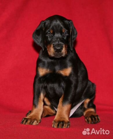 Доберман щенок