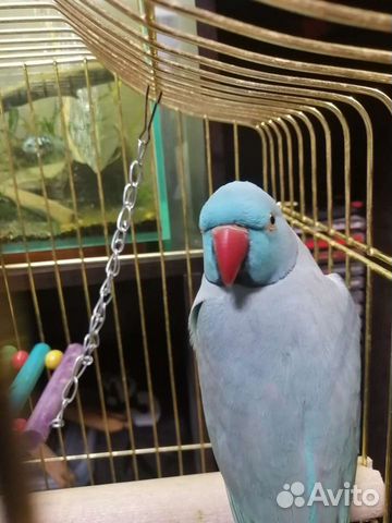 Попугай ожереловый синий