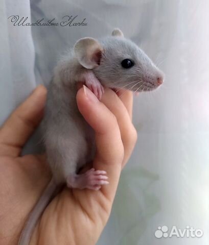 Голубая дамбо девочка