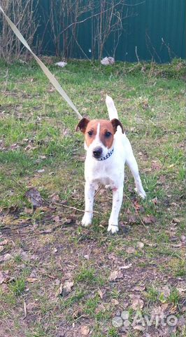 Джек Рассел терьер
