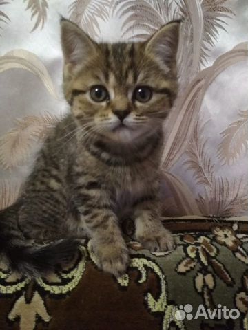 Шотландские котята